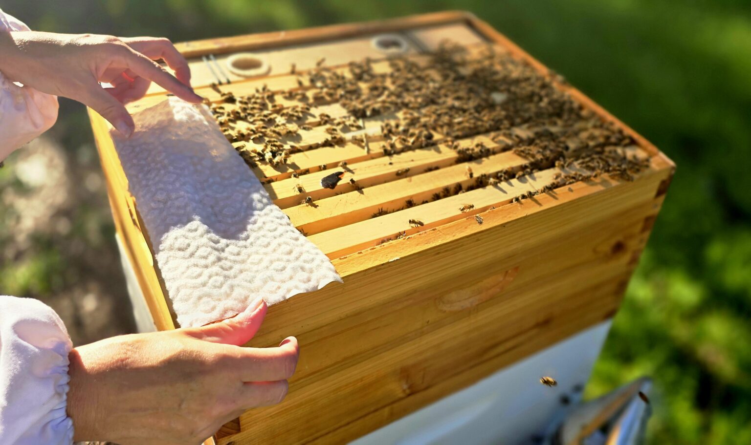 How to Use Swiffer Pads to Control Small Hive Beetles - Littlehousebigbarn