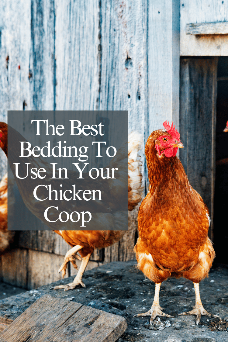 The Best Bedding To Use In Your Chicken Coop - Littlehousebigbarn