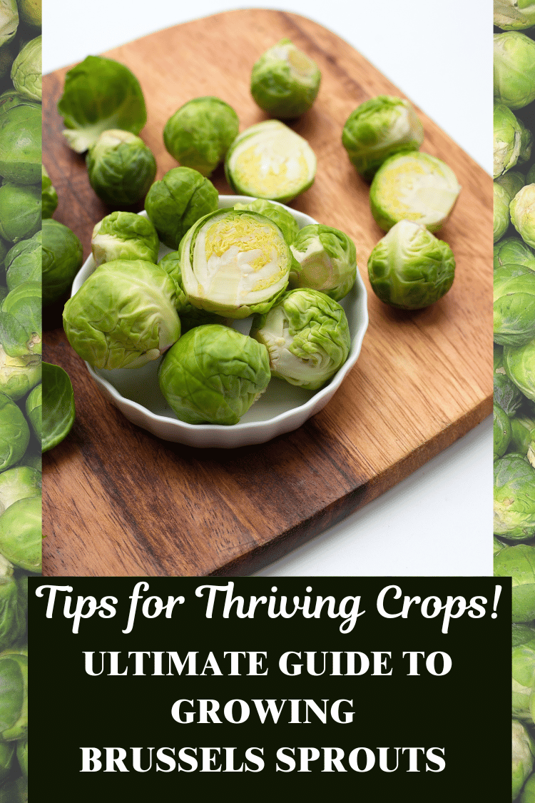 Ultimate Brussels Sprouts Growing Guide: Are They Perennial ...