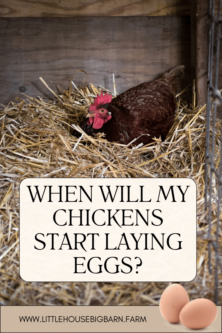 How Old Do Chickens Have To Be To Lay Eggs? - Littlehousebigbarn